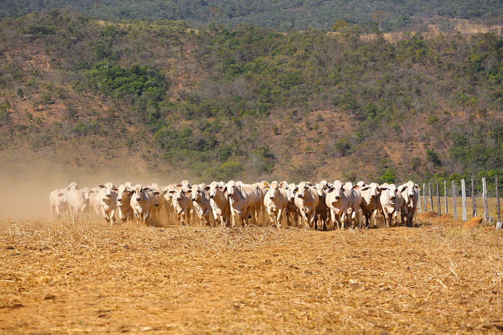 O maior segredo para o sucesso na pecuária - Agromove