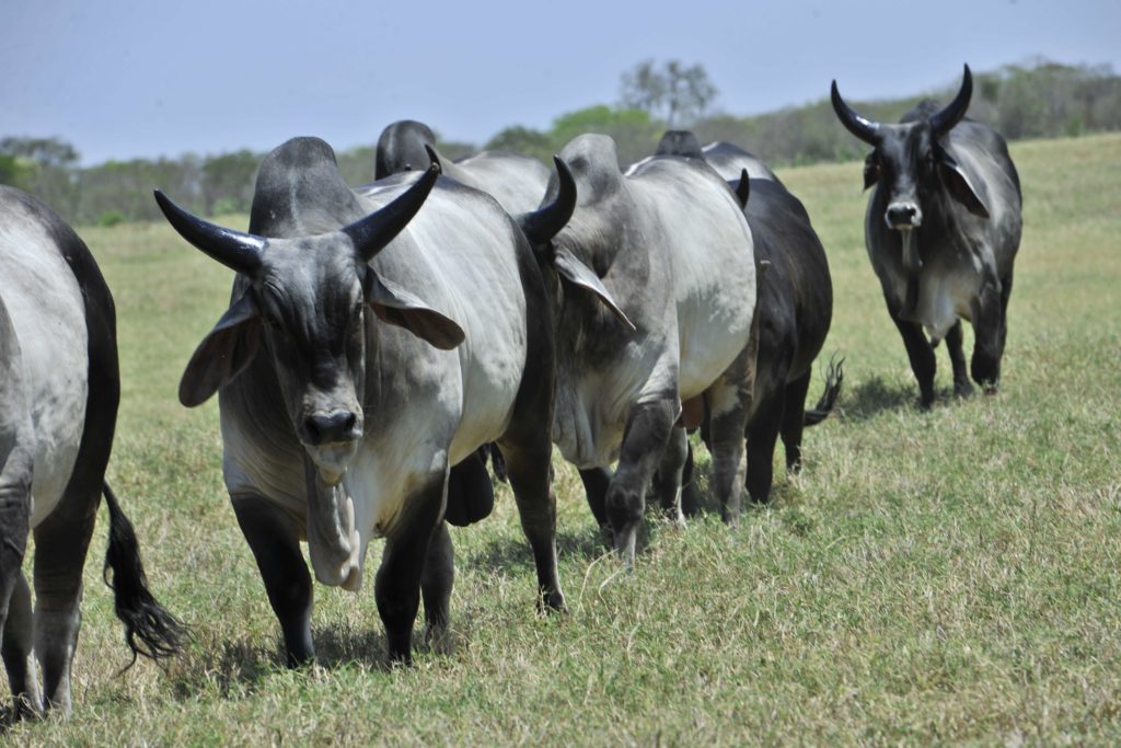 Zebuínos: um sucesso para a produção de carne no Brasil e produtividade
