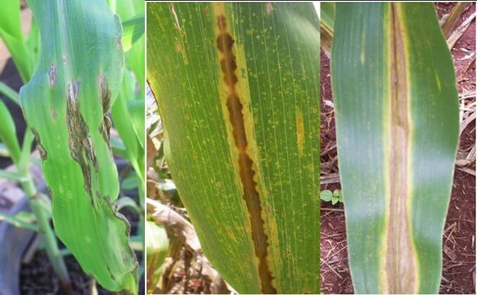 Doenças da cultura do Milho: como identificar e manejar - Agromove