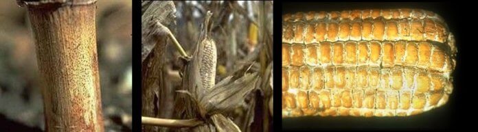 Doenças da cultura do Milho: como identificar e manejar - Agromove