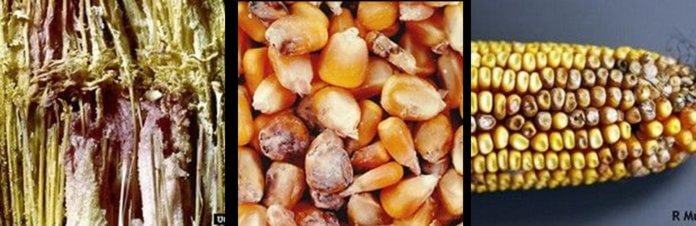 Doenças da cultura do Milho: como identificar e manejar - Agromove