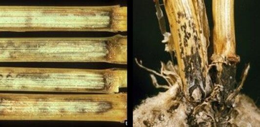 Doenças da cultura do Milho: como identificar e manejar - Agromove