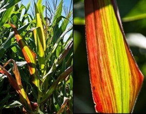 Doenças da cultura do Milho: como identificar e manejar - Agromove
