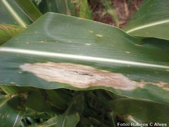 Doenças da cultura do Milho: como identificar e manejar - Agromove