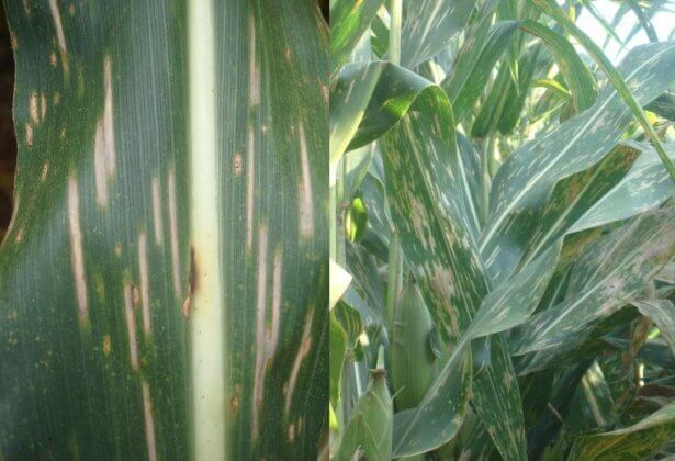 Doenças da cultura do Milho: como identificar e manejar - Agromove