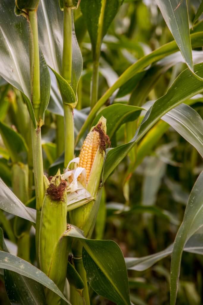 Doenças da cultura do Milho: como identificar e manejar - Agromove