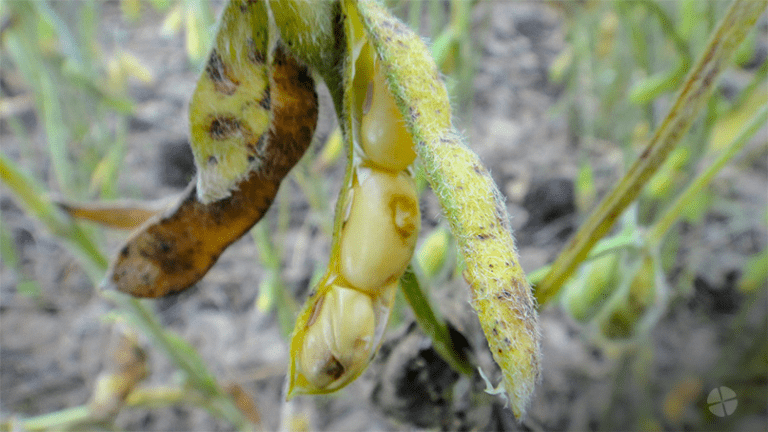 5 principais pragas da cultura da soja - Agromove Agricultura