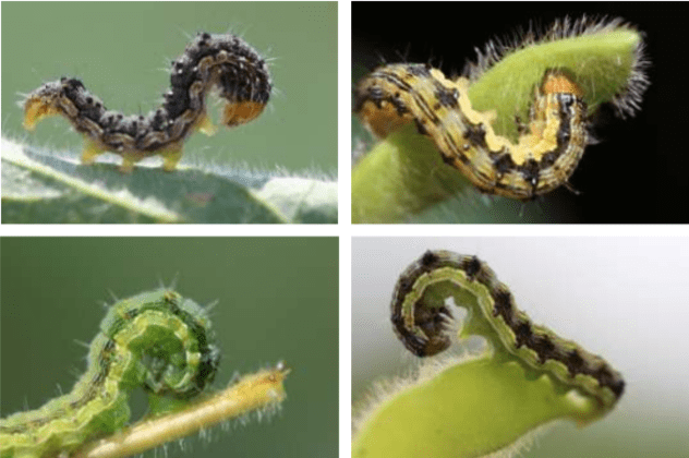 5 principais pragas da cultura da soja - Agromove Agricultura