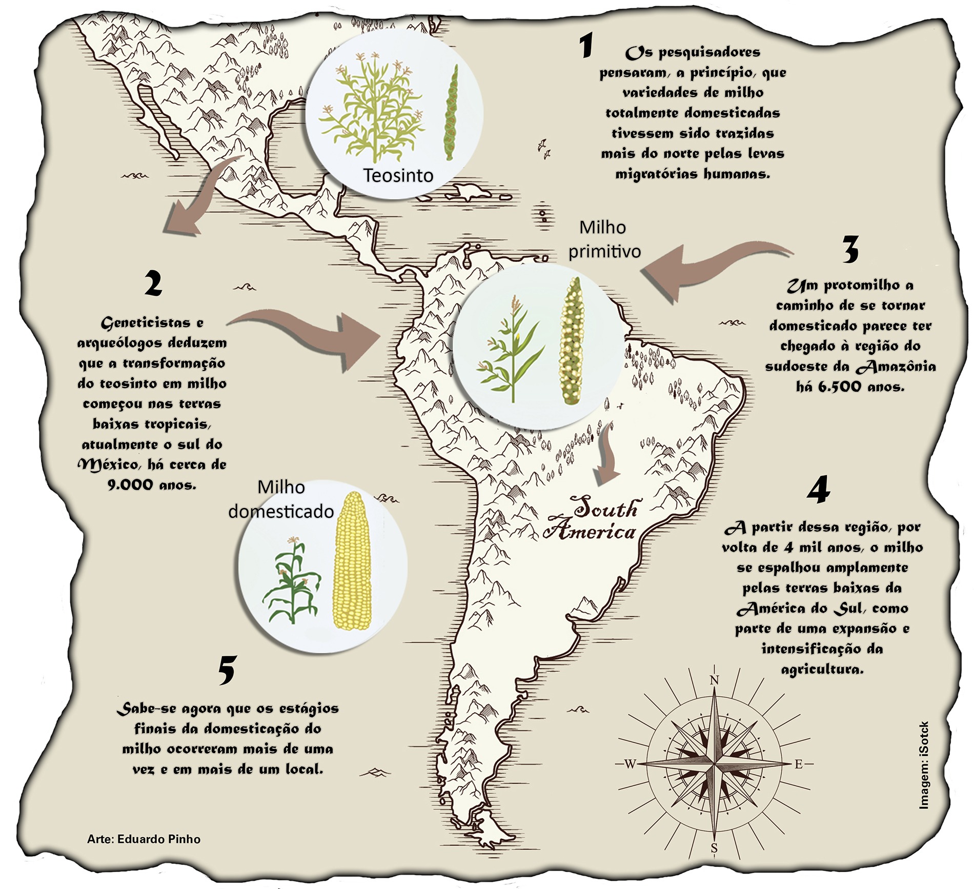 Cultura do milho e sua importância na atualidade - Agromove