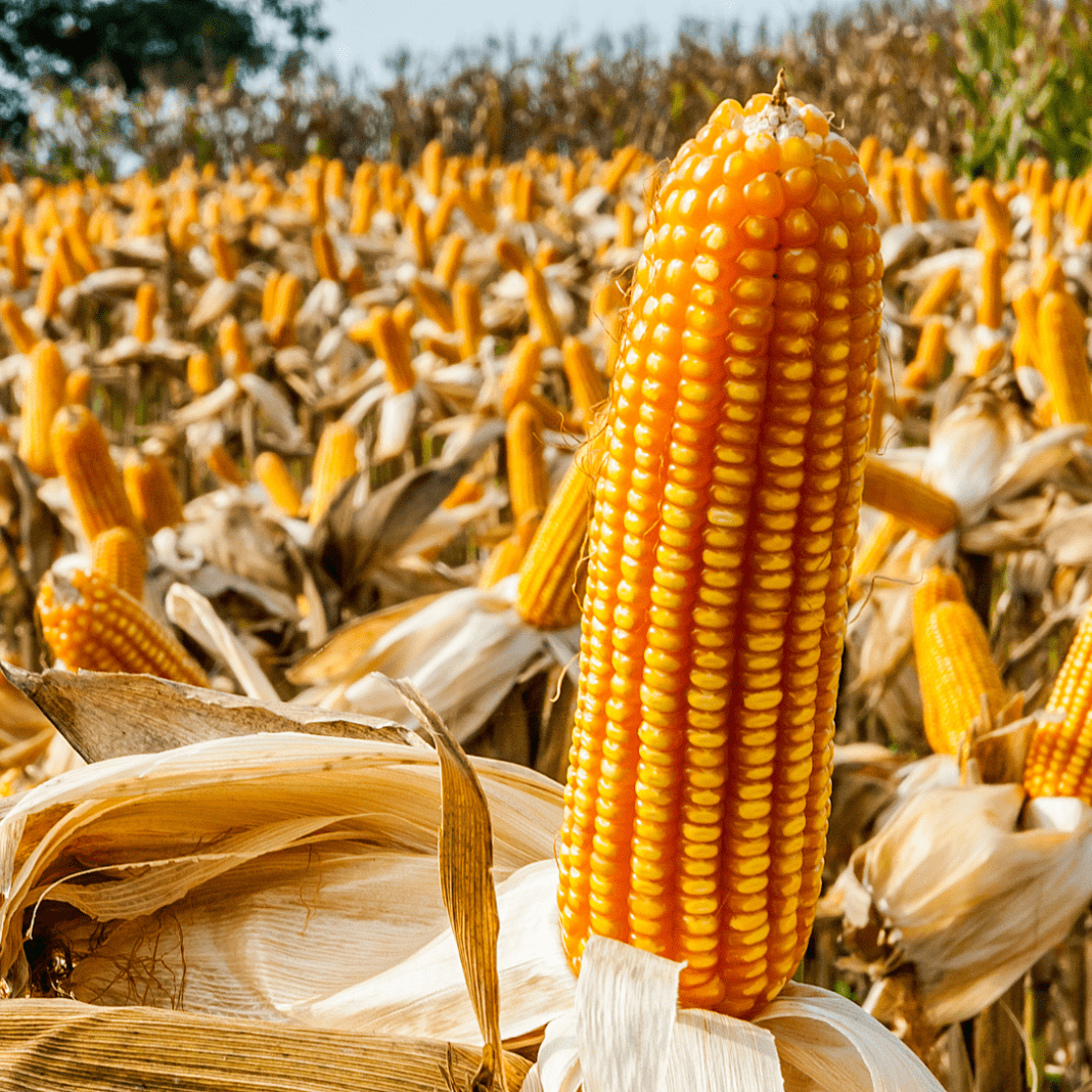 Importância dos micronutrientes e manejo da aplicação no milho